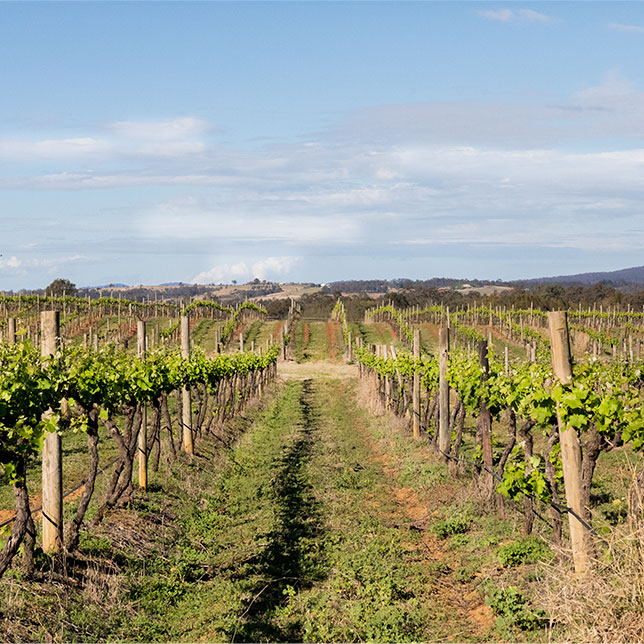A Guide to the Hunter Valley | McGuigan Australia