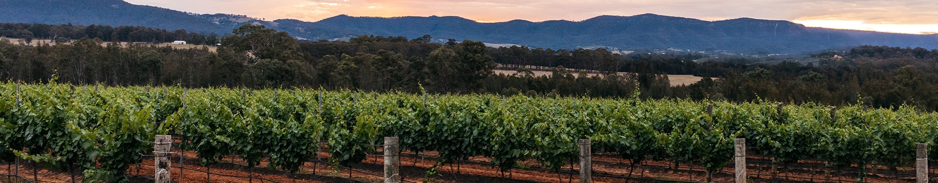 Famous Hunter Valley Wines | McGuigan Wines | McGuigan Australia